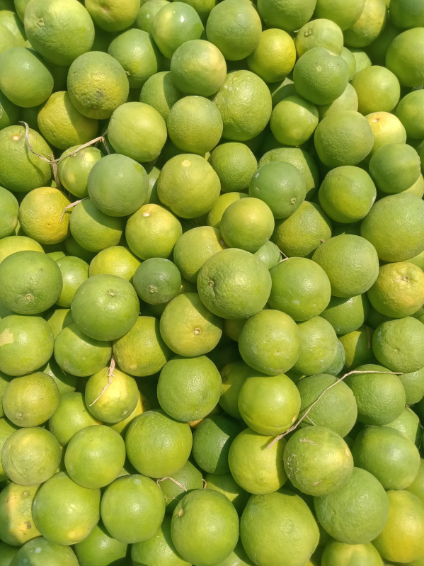 Round Natural mosambi, for NATURAL, Style : Fresh - MTC International ...