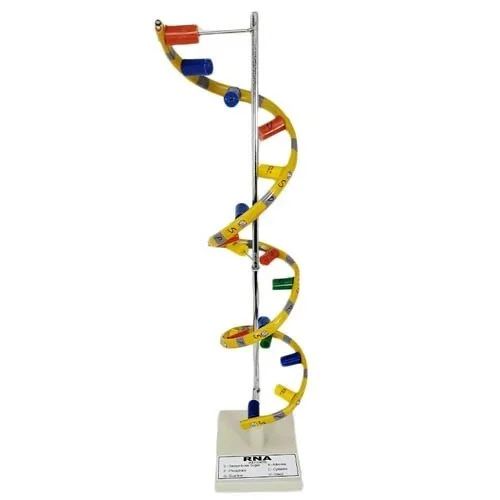 Polished RNA Model, For Science Laboratory Use, Packaging Type : Box ...