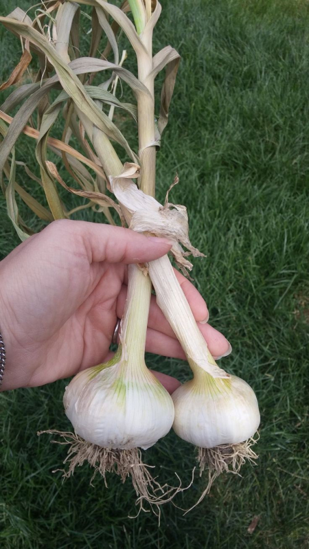 Fresh White Garlic, Feature : Natural, Packaging Type : Plastic Bags ...