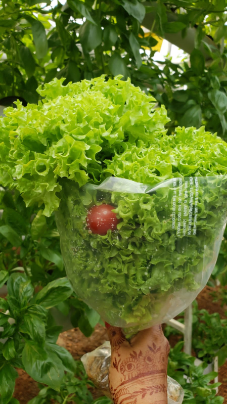 Natural Fresh Lettuce, for Cooking, Feature : Floury Texture, Good In ...