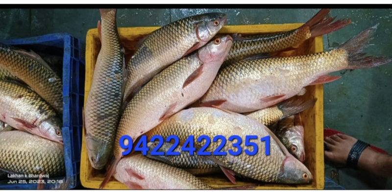 Catla Fish, Size : 1 Kg To Above at Rs 110 / Kilogram in Ratnagiri | R ...