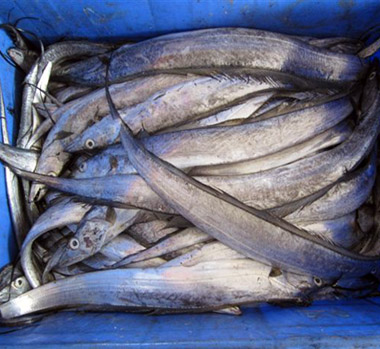 Frozen Ribbon Fish, for Cooking, Food, Human Consumption, Making ...