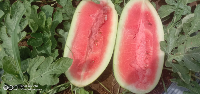 Natural Watermelon, For Human Consumption, Packaging Size : 5kg, 10kg ...