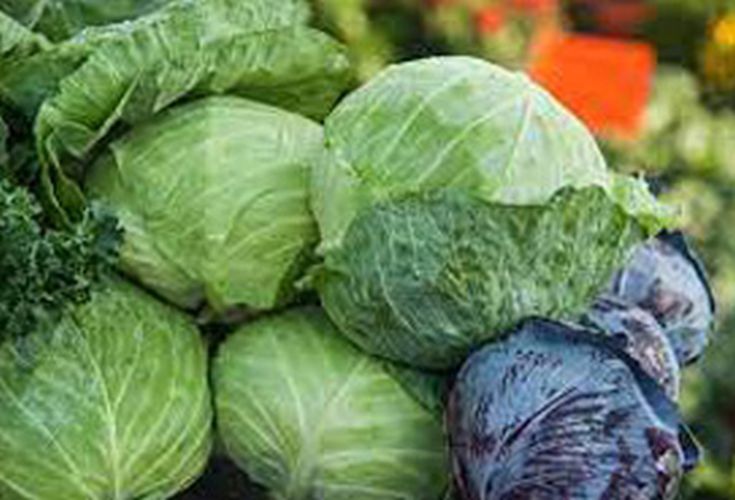 Round Organic Fresh Cabbage, for Human Consumption, Cooking, Home ...