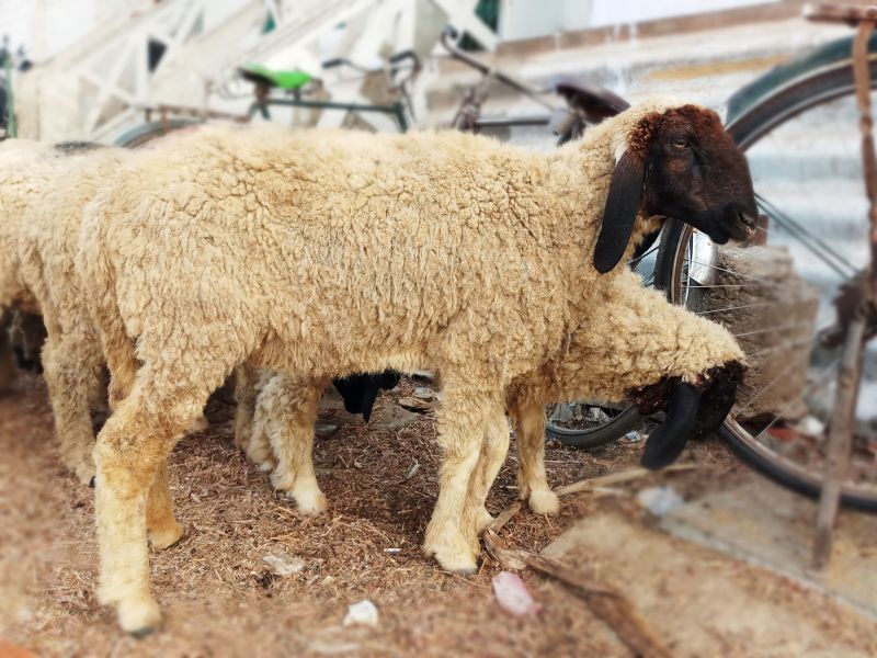White Live Sheep, Style : Alive, Gender : Female at Rs 400 / Kilogram ...