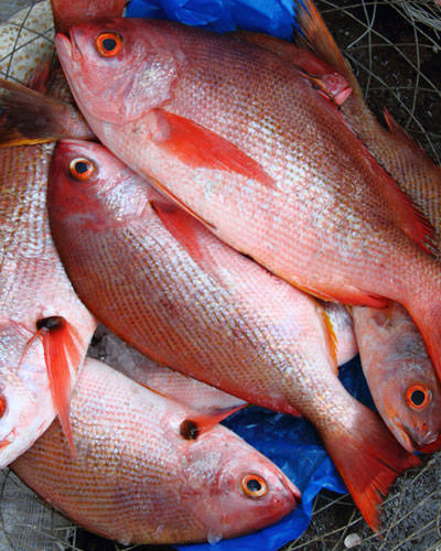 Red Snapper Fish, for Cooking, Style : Fresh at Rs 350 / Kilogram in ...