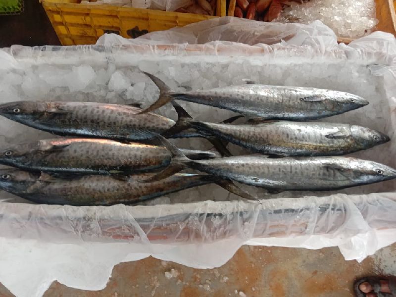 Silver Surmai Fish, for Cooking, Style : Fresh at Rs 400 / Kilogram in ...