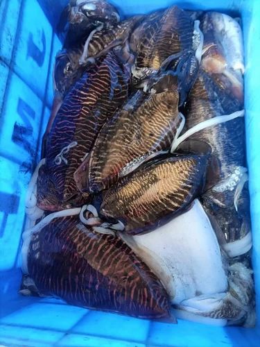 Cuttle Fish, for Cooking, Food, Human Consumption, Style : Fresh at Rs ...
