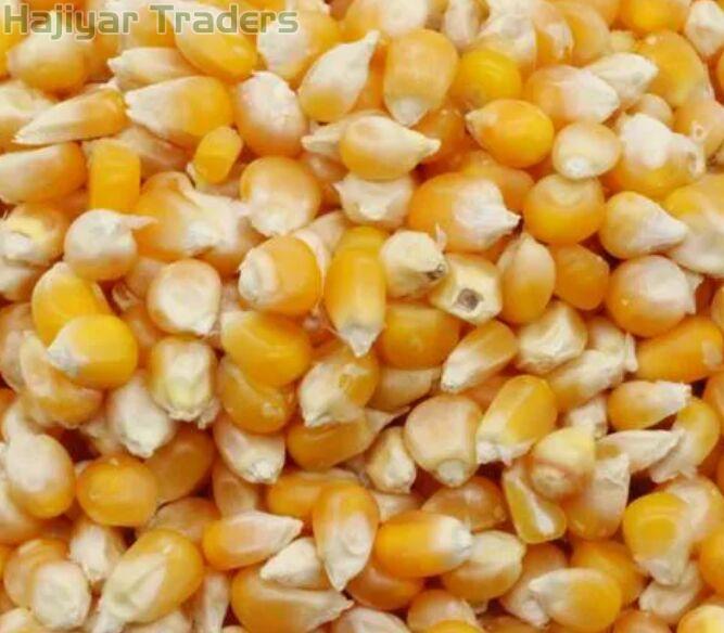 yellow maize, for Animal Food, Cattle Feed, Human Food, Making Popcorn ...