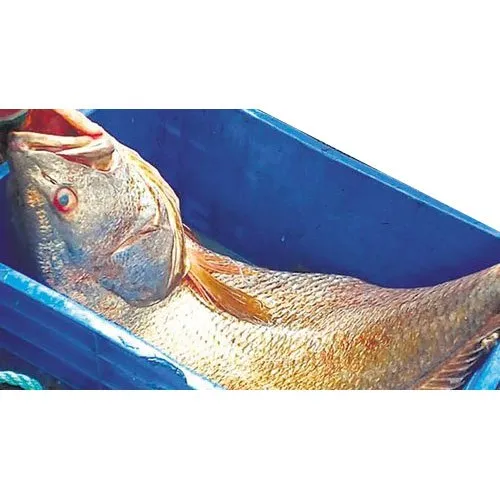 Ghol Fish, for Cooking, Food, Human Consumption, Making Medicine ...