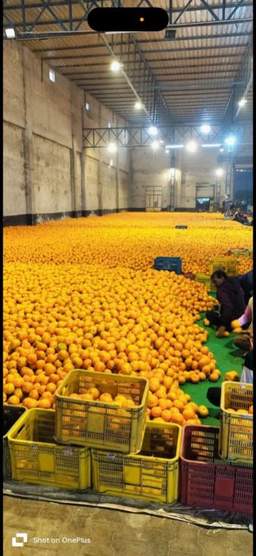 Fresh Kinnow at Rs 25 in Noida - ID: 7251341 | Star traders