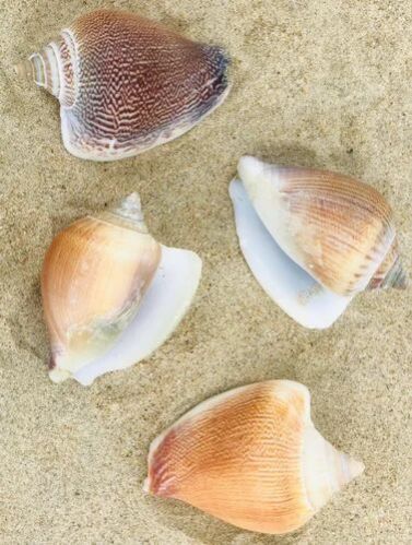 A Grade Natural Seashell, Packaging Type : Plastic Box at Rs 100 in ...