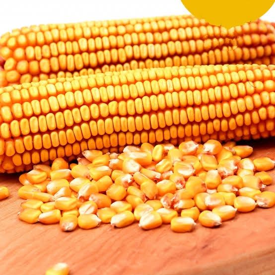 Organic Maize, Packaging Type : Jute Bags at Best Price in Hathras - ID ...