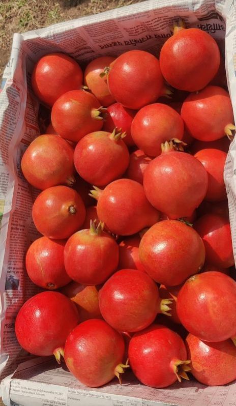 Organic Anar For Human Consumption at Rs 80 in Pune - ID: 7696386 ...