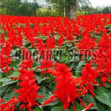 Salvia Coccinea Scarlet Sage Seeds For Gardening at Best Price in ...