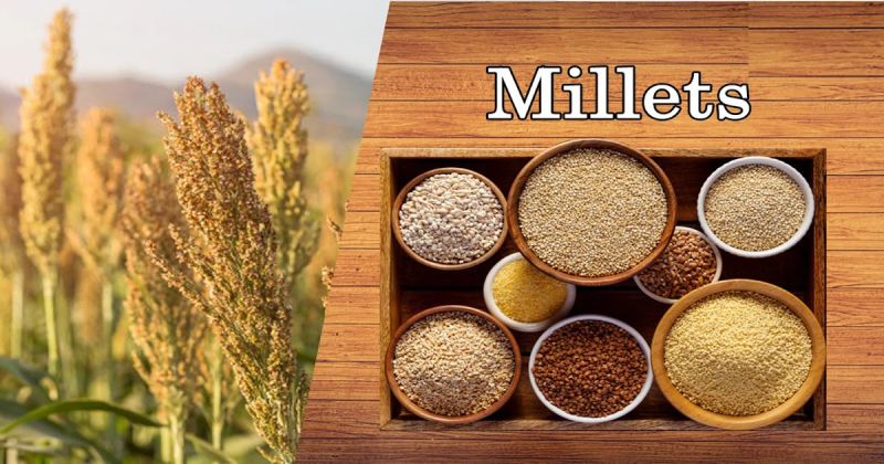Natural Millet For Cooking at Best Price in Pune - ID: 7657419 | K I ...