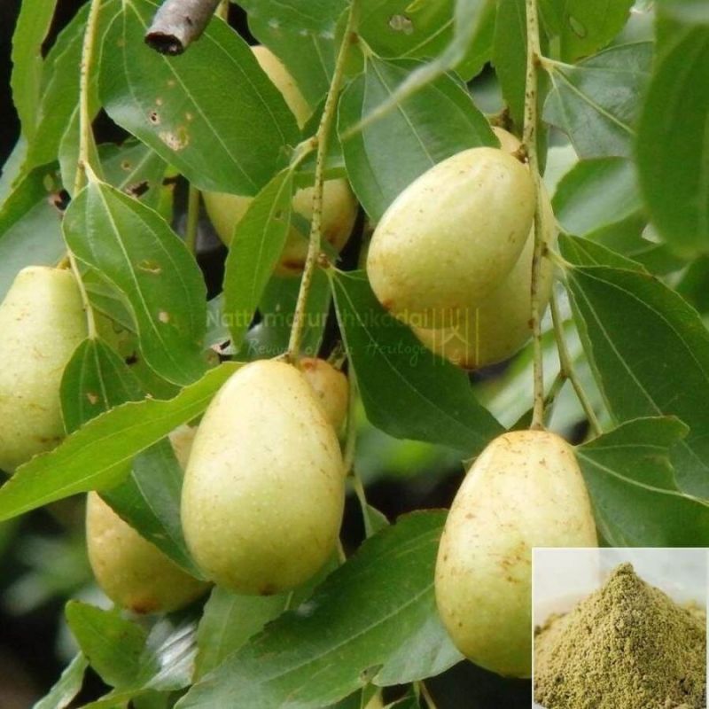 Ink Nut Terminalia Chebula Powder at Rs 1260 in Coimbatore - ID: 7720134