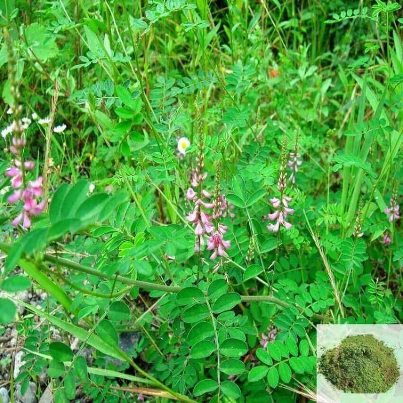 Neeli Avuri / Indian Indigo, Dyer Powder at Rs 900 in Coimbatore - ID ...