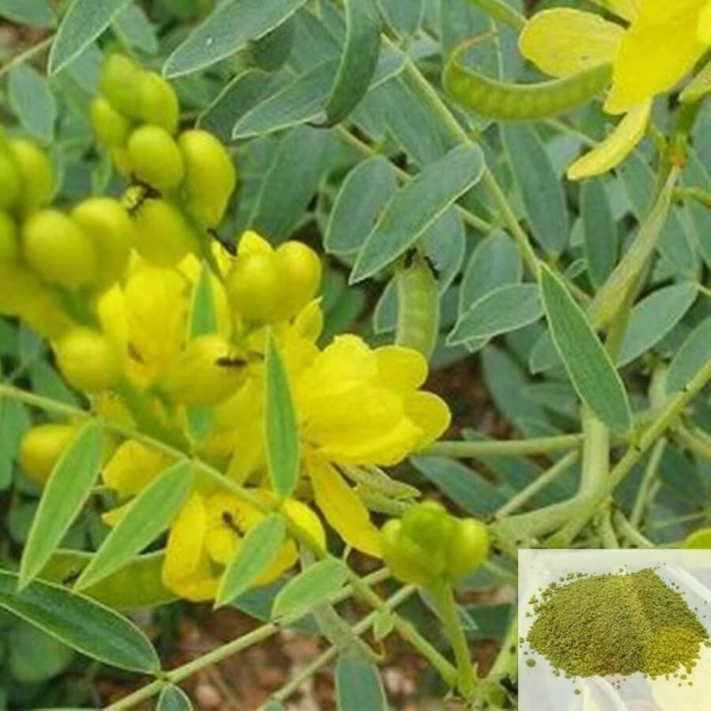 Senna Leaves Powder at Rs 720 in Coimbatore - ID: 7725277 | nmkonline