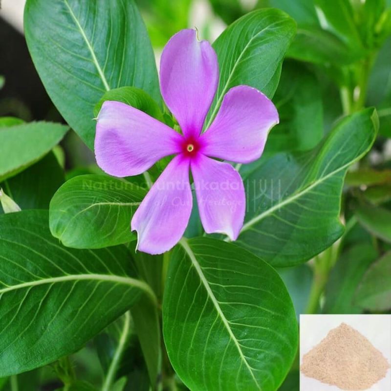 Madagascar Periwinkle Powder at Rs 900 in Coimbatore - ID: 7719965 ...