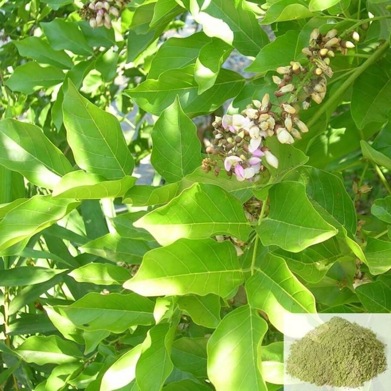 Punga Oil Tree Leaves Powder at Best Price in Coimbatore - ID: 7720012