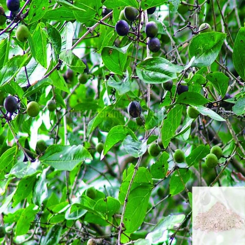 Thetran Kottai / Clearing Nut Powder at Rs 1080 in Coimbatore - ID: 7720819