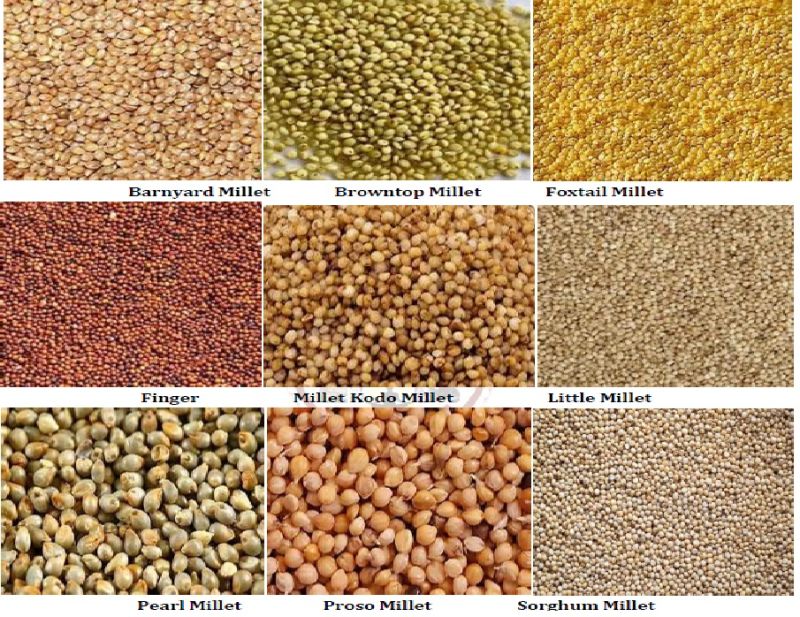 Fine Processed Organic Millet, Color : Light Green Dried For Cooking ...