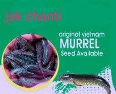 Murrel Fish, Color : Shiny Silver For Cooking, Food, Human Consumption ...