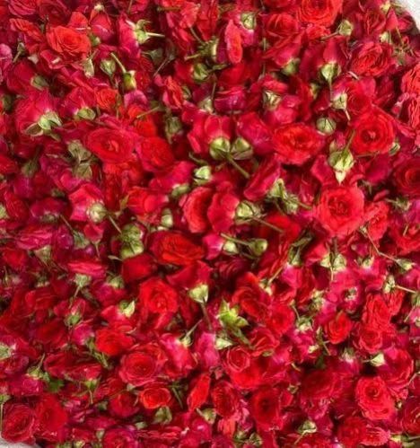 Natural Rose, Color : Red Fresh For Cosmetics, Decoration, Gifting at ...