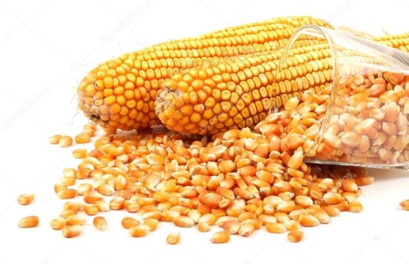 Organic Maize, Color : Yellow 100%, Certification : FSSAI at Best Price ...