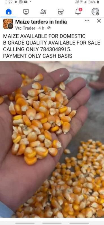 Pay agri innovations in Erode - Trader of Yellow Maize Seeds