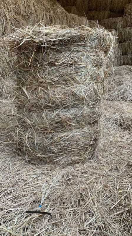 sri bhavani traders in Chennai - Supplier of Paddy Straw Bales & Paddy ...