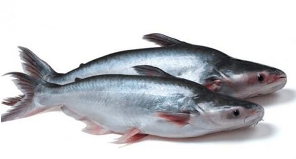Unity Indian Fish Farming in Surat - Supplier of Phangasius Fish ...