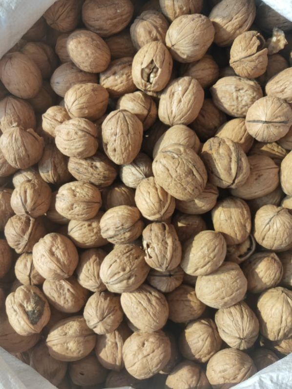 Walnuts, Packaging Type : sacks at Rs 500 in Delhi - ID: 7502369 | AM