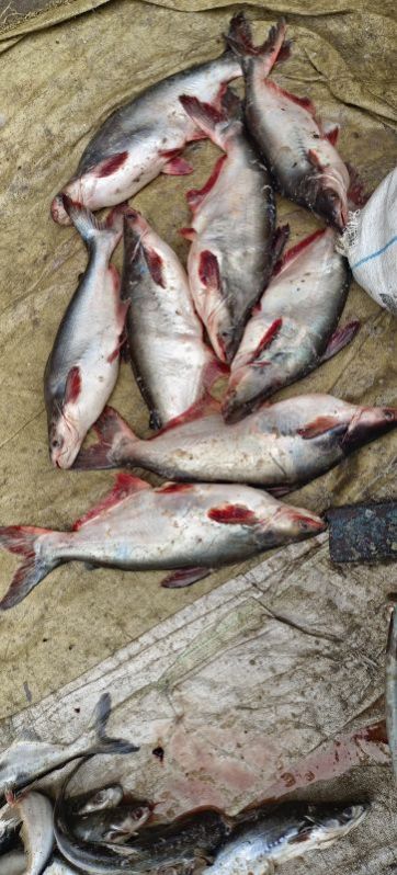 MDR IMPORT EXPORTS in Bhadradri - Exporter of Fish All Varieties ...