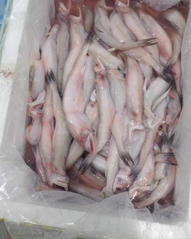 Maitri Sea Foods in Mumbai - Supplier of bombay duck fish & Barracuda Fish