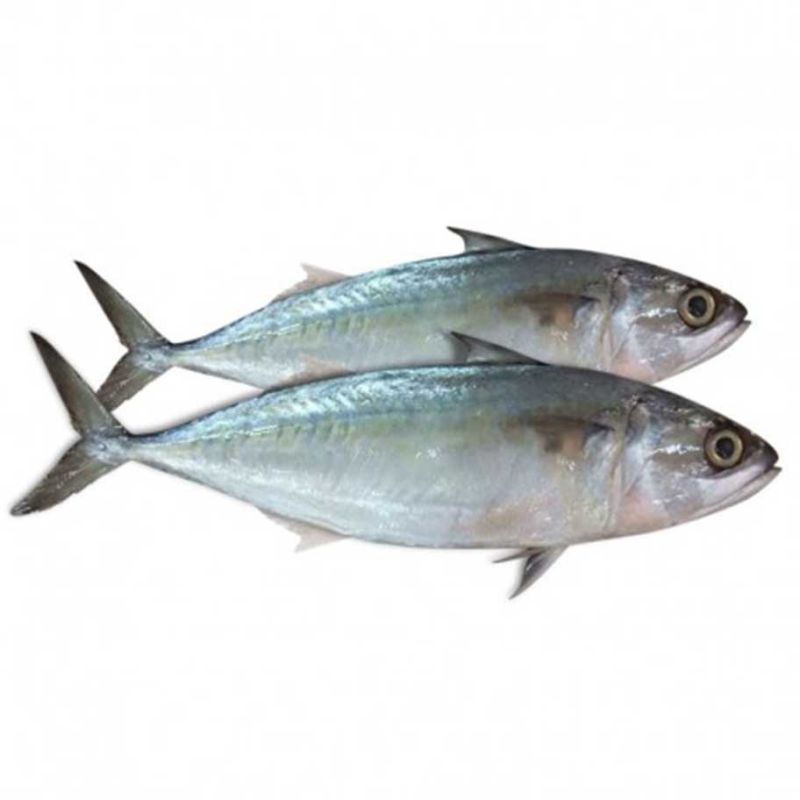 Supplier of Frozen Fish from Mumbai, Maharashtra by Indian Marine Food