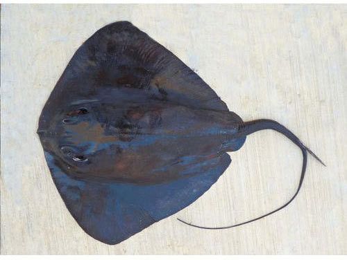 Frozen Sting Ray Sea Fish For Cooking at Rs 400 in Mumbai - ID: 7546532