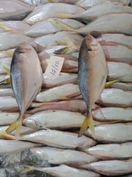 Frozen Yellow Tail Scad Fish For Cooking at Rs 250 in Mumbai - ID: 7547669
