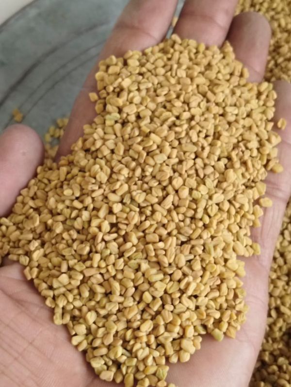Machine Cleaned Sortex Common Methi Dana Fenugreek Seeds for Food ...