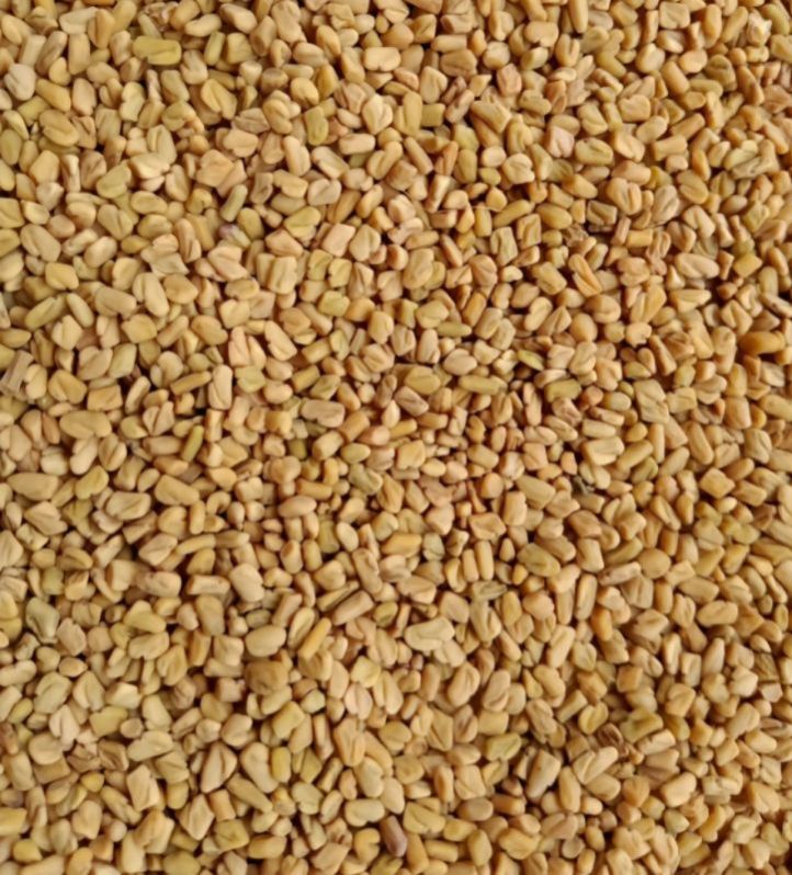 Machine Cleaned Sortex Common Methi Dana Fenugreek Seeds for Food ...