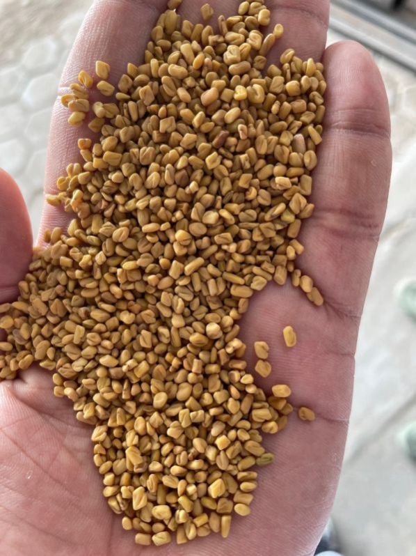 Machine Cleaned Sortex Common Methi Dana Fenugreek Seeds for Food ...
