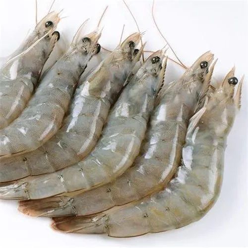 Headless Fresh Whole Shrimp, Packaging Type : Thermocol Box, Freezing ...