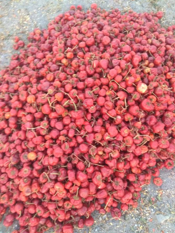 Drying Natural Red Chilli, Color : Dark-red at Rs 180 in Thoothukudi ...