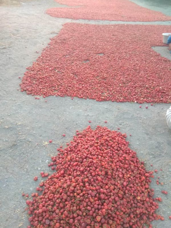 Drying Natural Red Chilli, Color : Dark-red at Rs 180 in Thoothukudi ...