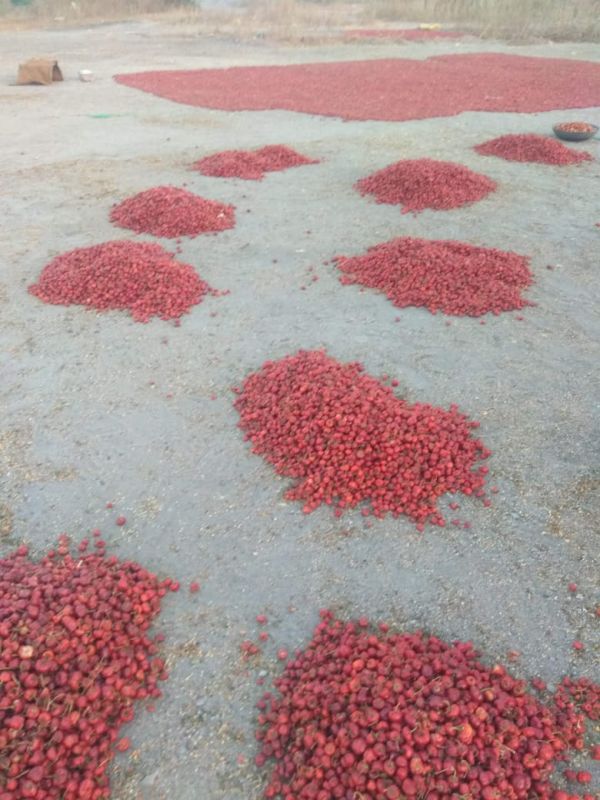 Drying Natural Red Chilli, Color : Dark-red at Rs 180 in Thoothukudi ...