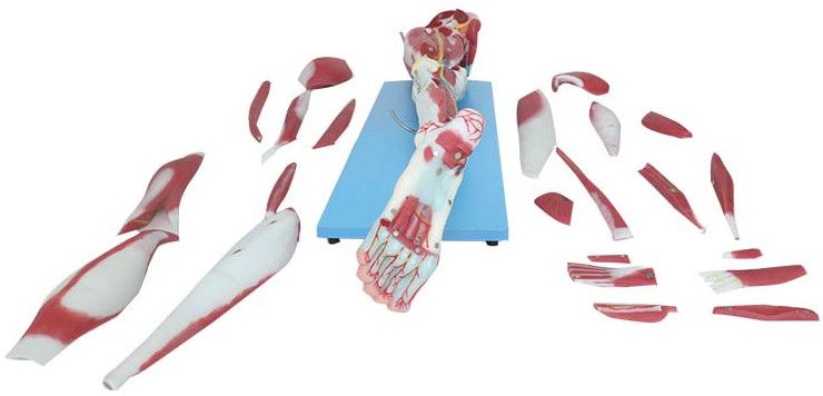 Soft Human Muscles of Lower Limb Anatomy Model at USD 1 / Piece in ...