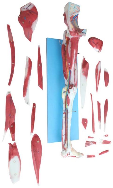 Soft Human Muscles of Lower Limb Anatomy Model at USD 1 / Piece in ...