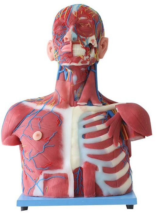 Soft Muscles of Head, Neck and Chest Human Torso Model at USD 5000 ...
