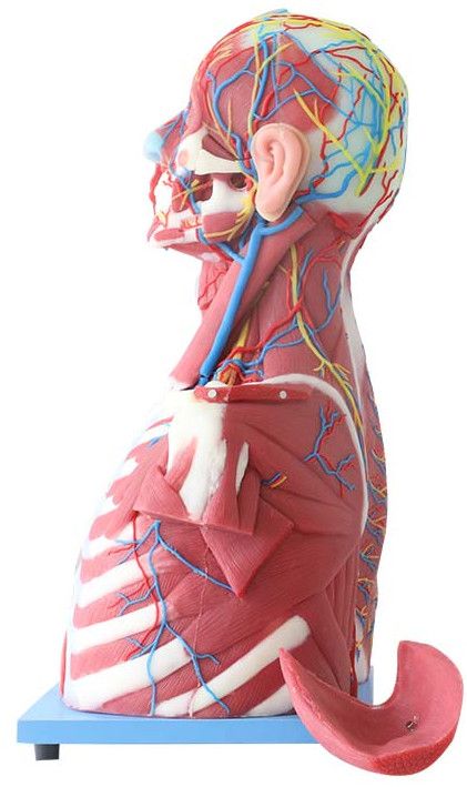 Soft Muscles of Head, Neck and Chest Human Torso Model at USD 5000 ...